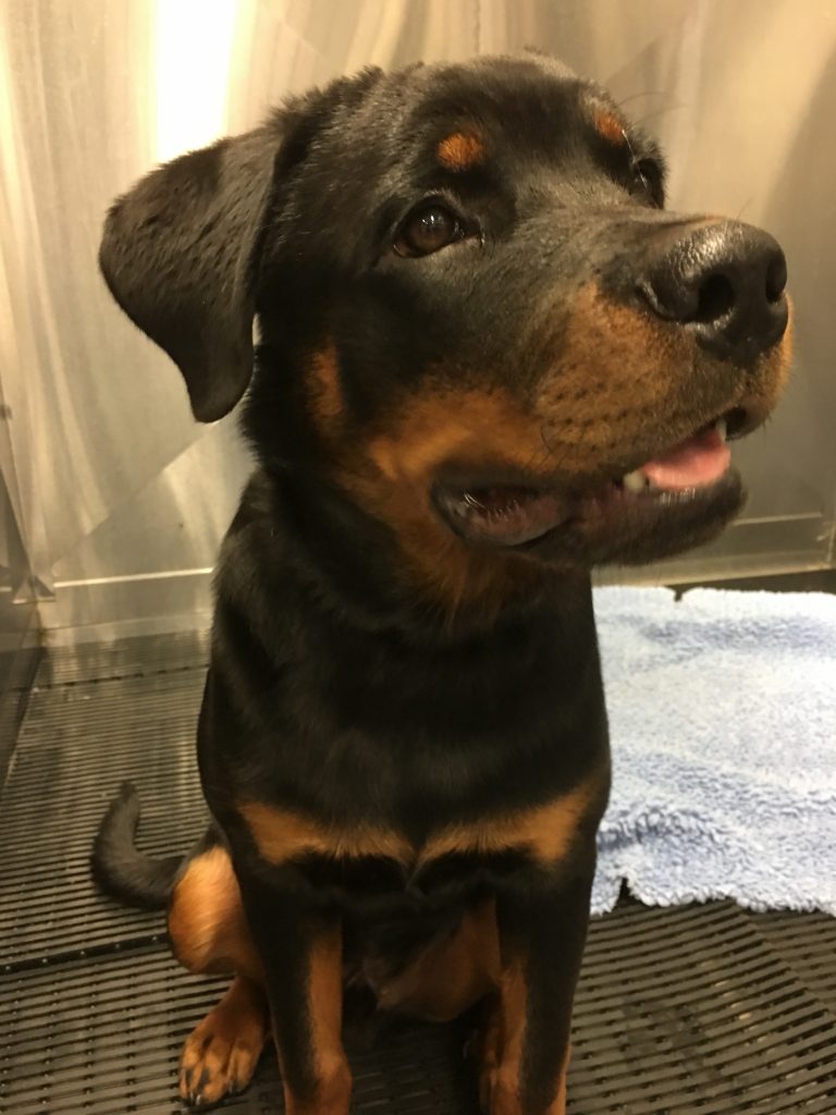 hindlimb-dewclaw-removal-to-avoid-unnecessary-injury