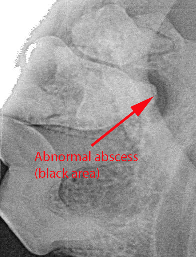 Anaesthesia and older pets