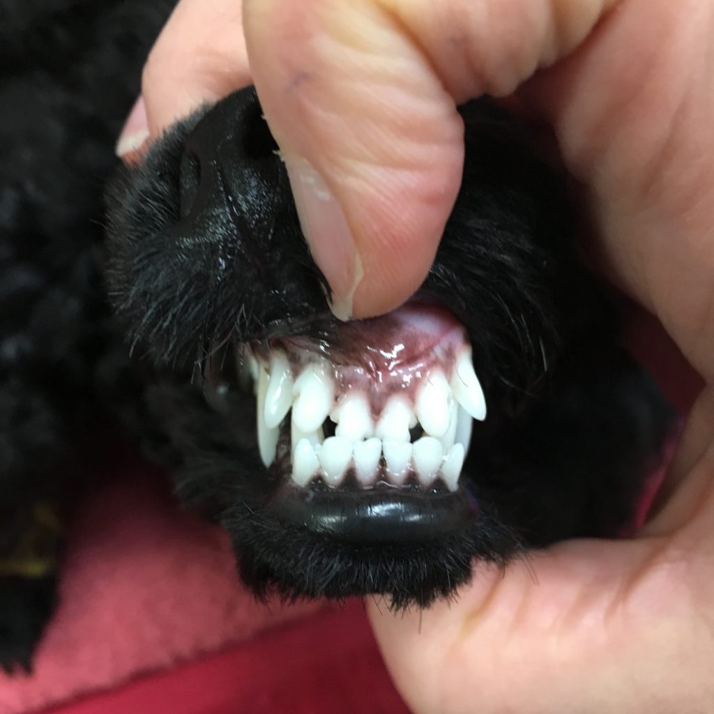 Canine overbite treatment